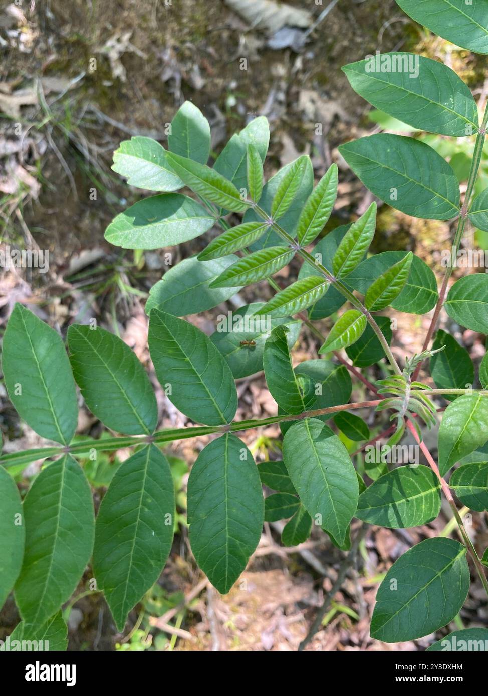 shining sumac (Rhus copallinum) Plantae Stock Photo - Alamy