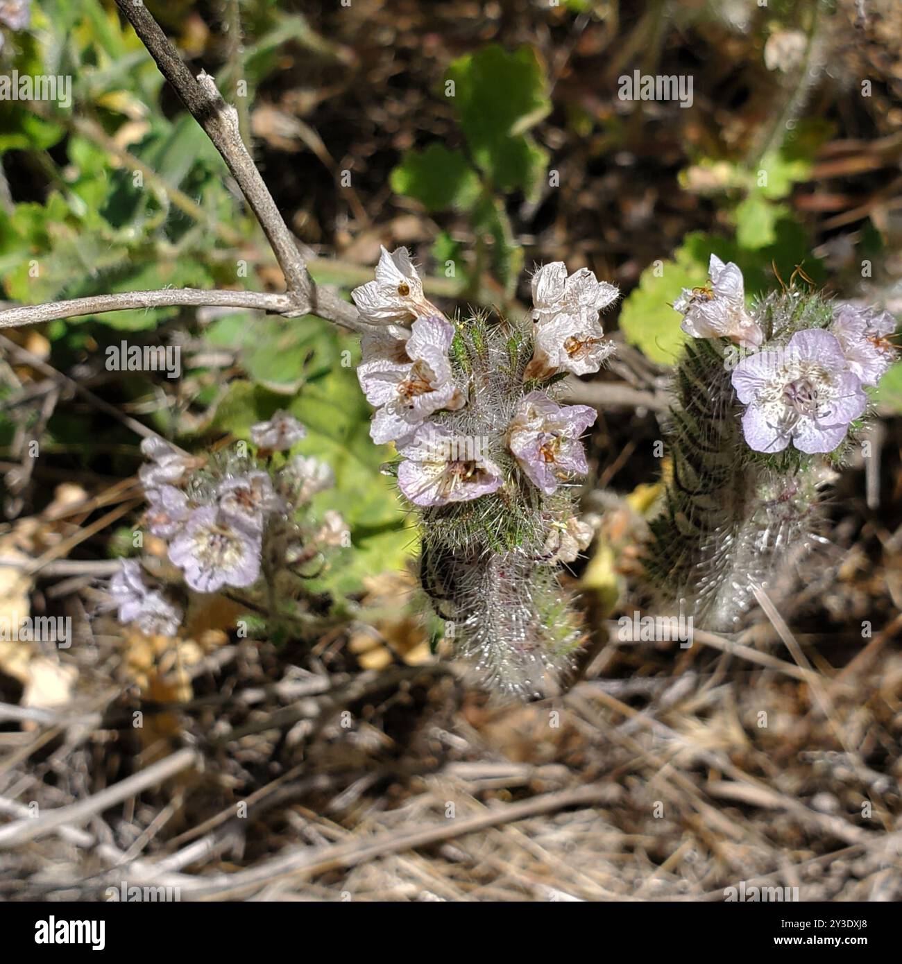 caterpillar scorpionweed (Phacelia cicutaria) Plantae Stock Photo - Alamy