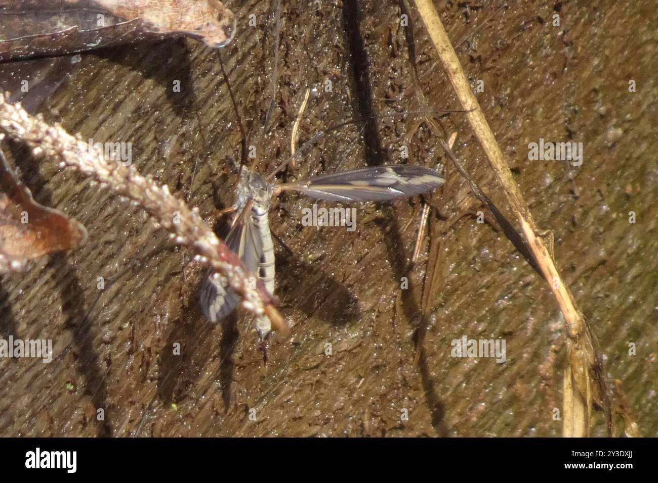 European Crane Fly (Tipula paludosa) Insecta Stock Photo - Alamy