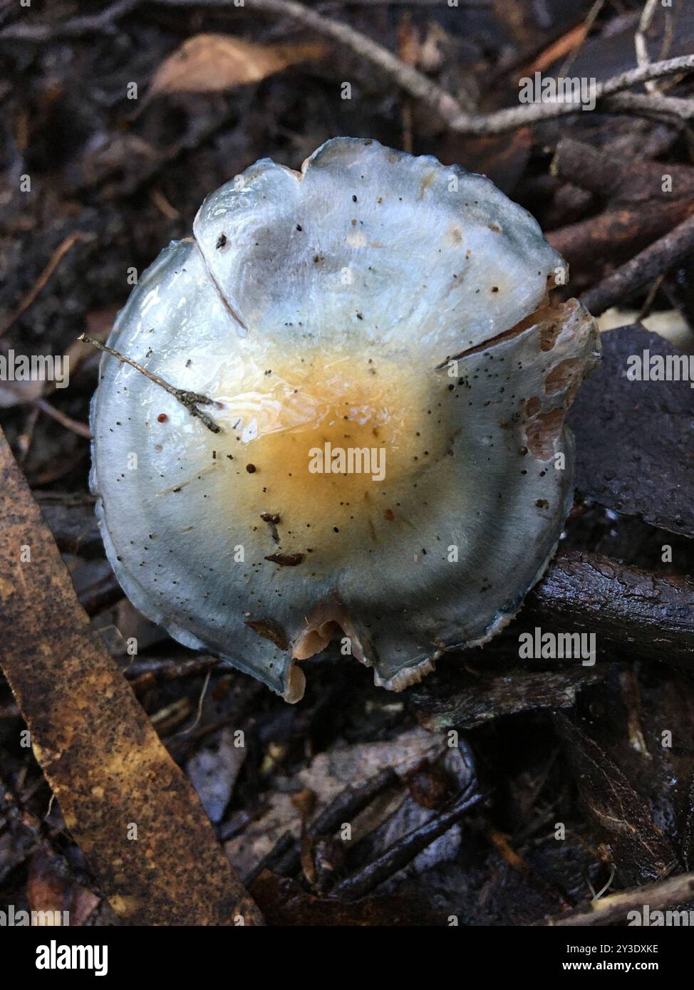 elegant blue webcap (Cortinarius rotundisporus) Fungi Stock Photo - Alamy