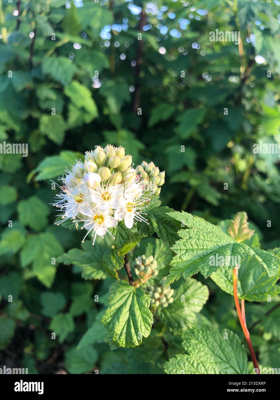 Pacific ninebark (Physocarpus capitatus) Plantae Stock Photo - Alamy
