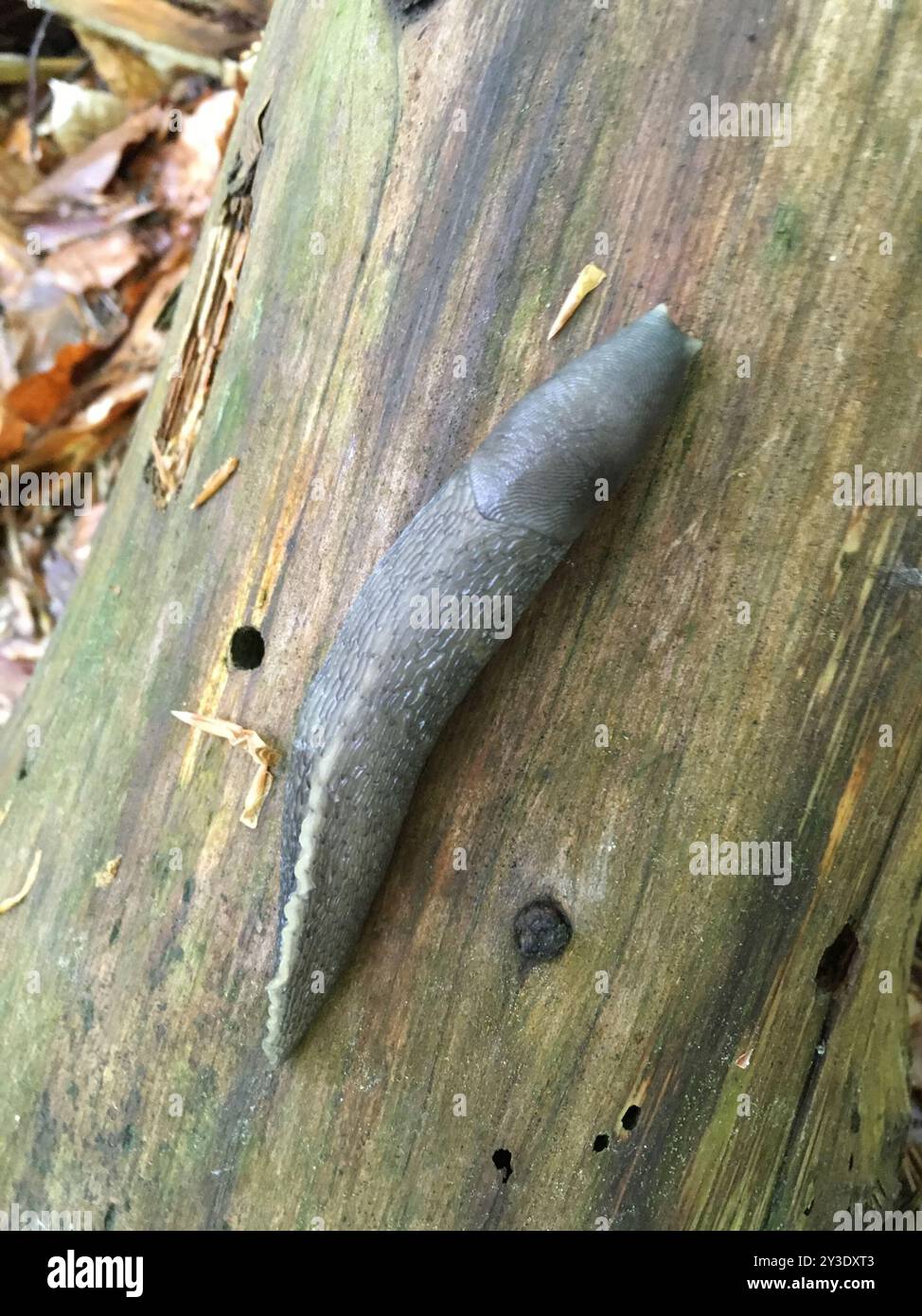 Ash-black Slug (Limax cinereoniger) Mollusca Stock Photo - Alamy