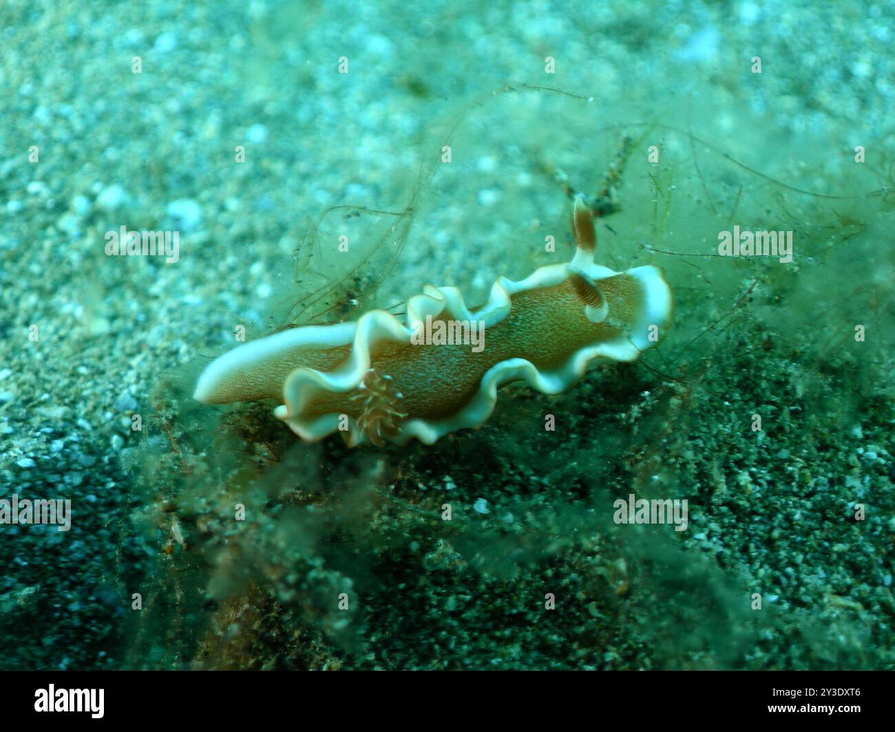 Caramel Nudibranch (Glossodoris rufomarginata) Mollusca Stock Photo - Alamy