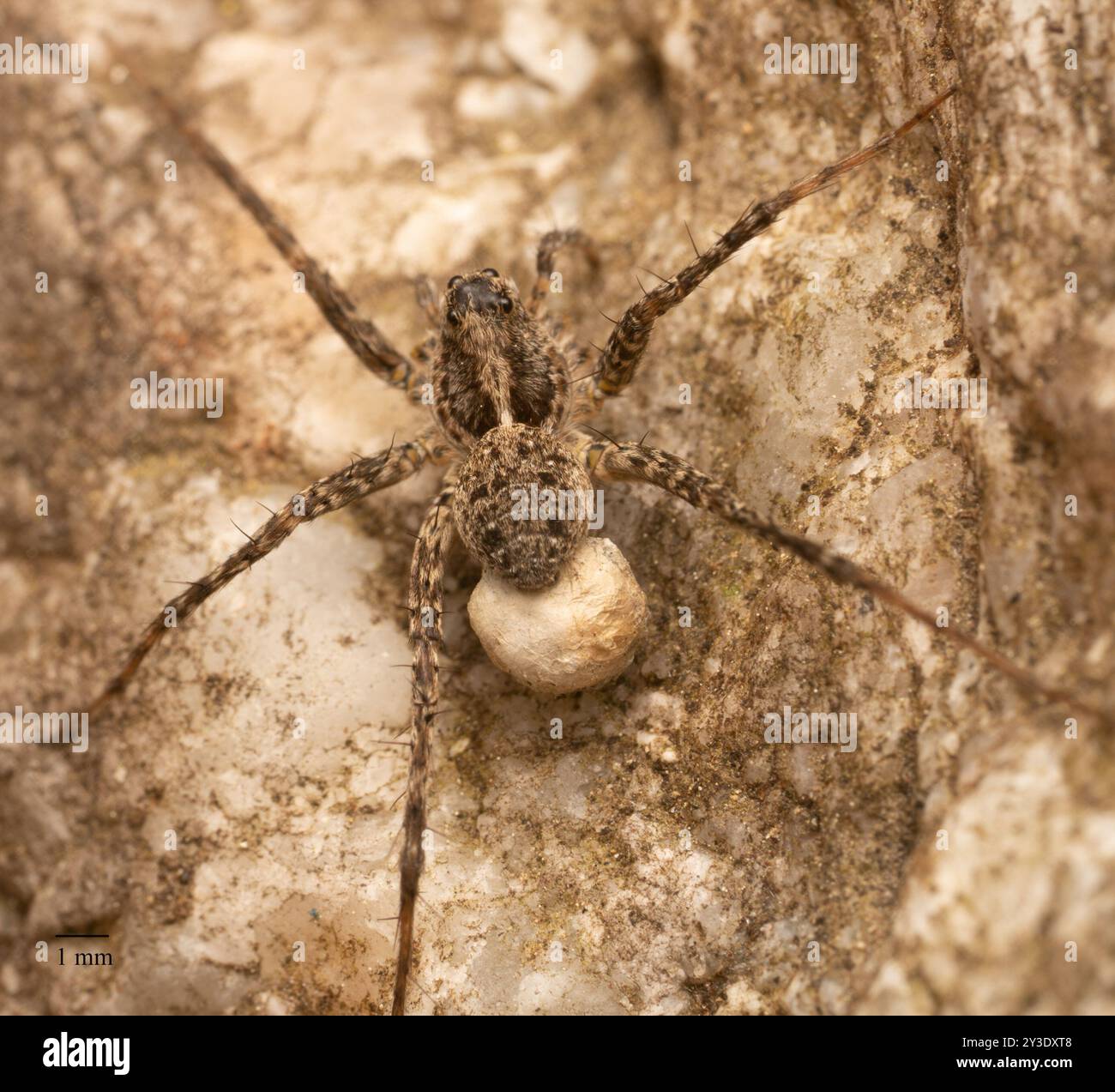 Thin-legged Wolf Spiders (Pardosa) Arachnida Stock Photo - Alamy