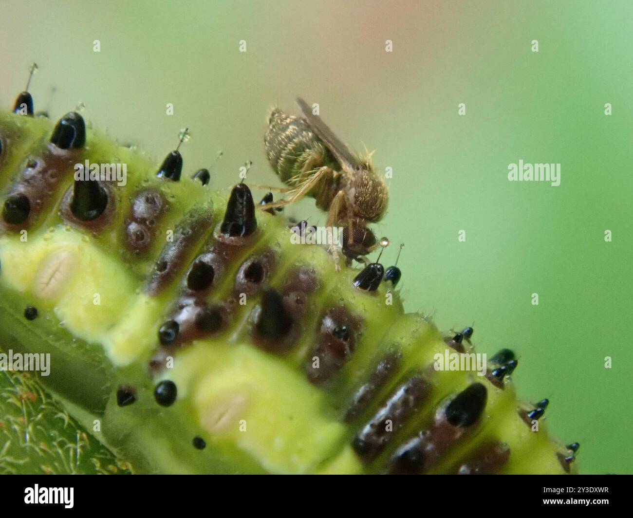 Biting Midges (Ceratopogonidae) Insecta Stock Photo - Alamy