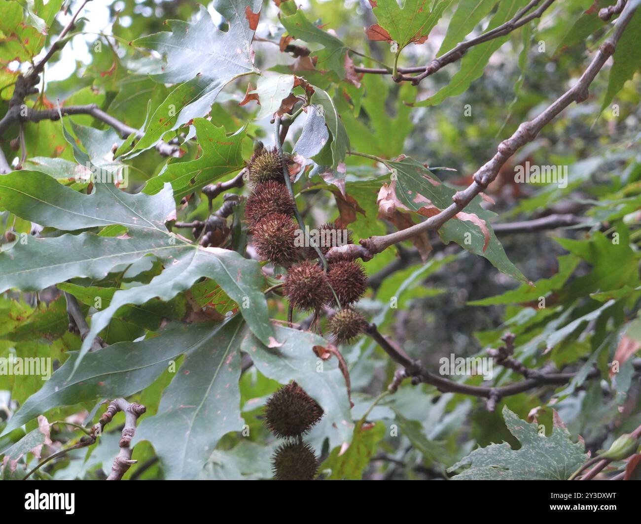 Oriental Plane (Platanus orientalis) Plantae Stock Photo - Alamy