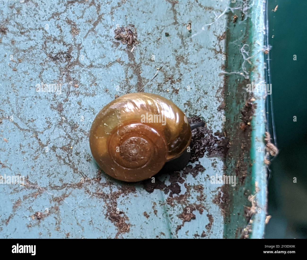 Gastropods (Gastropoda) Mollusca Stock Photo - Alamy