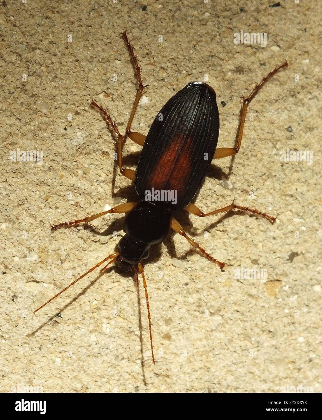 (Dolichus halensis) Insecta Stock Photo - Alamy