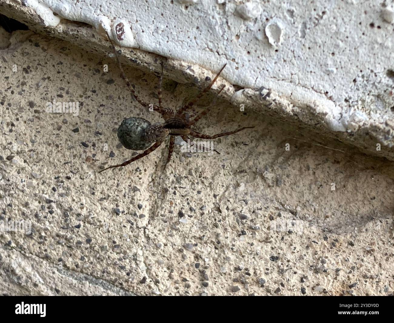 Thin-legged Wolf Spiders (Pardosa) Arachnida Stock Photo - Alamy