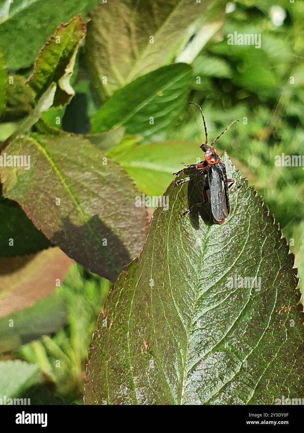Rustic Sailor Beetle (Cantharis rustica) Insecta Stock Photo - Alamy