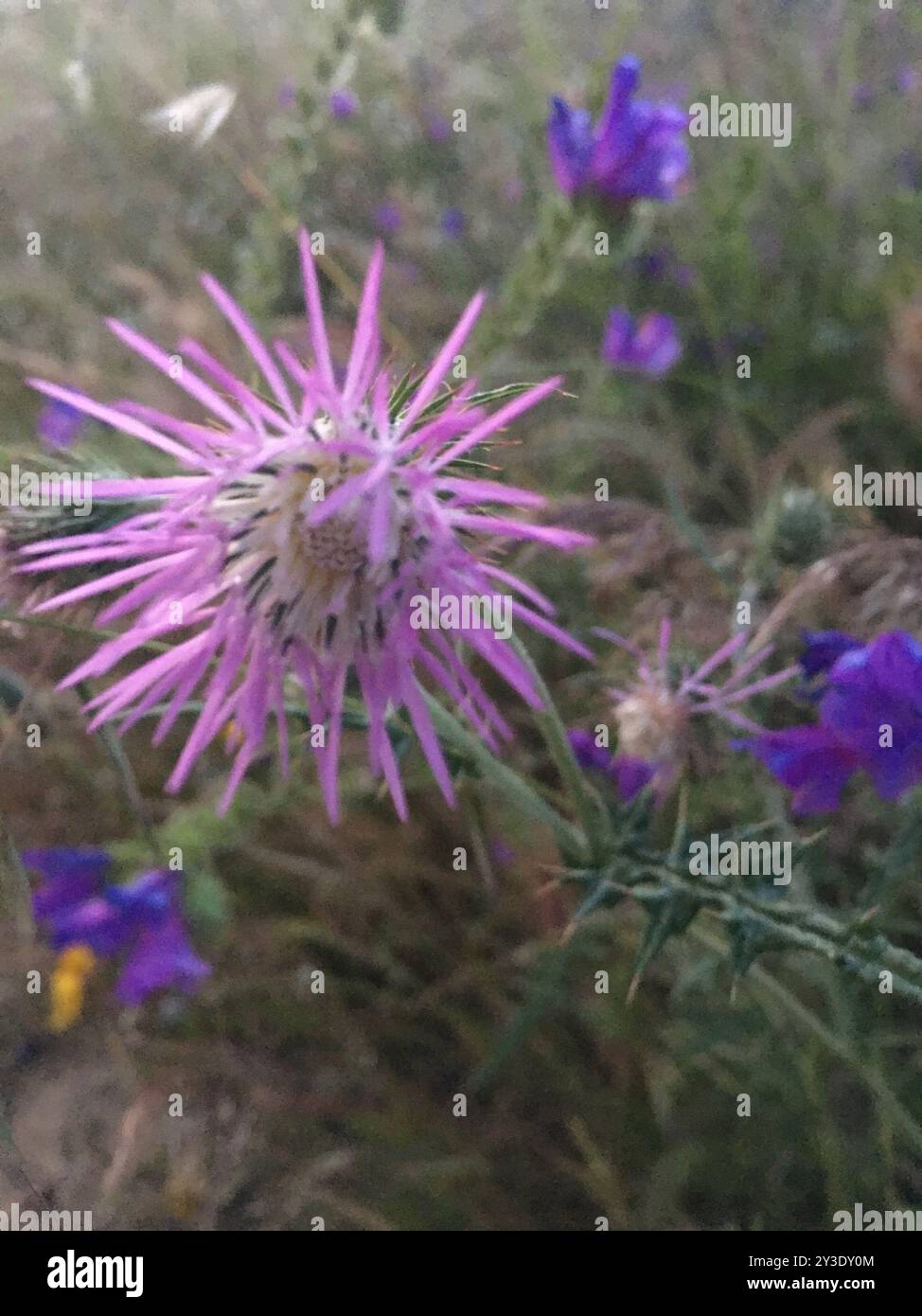 Boar Thistle (Galactites tomentosus) Plantae Stock Photo - Alamy