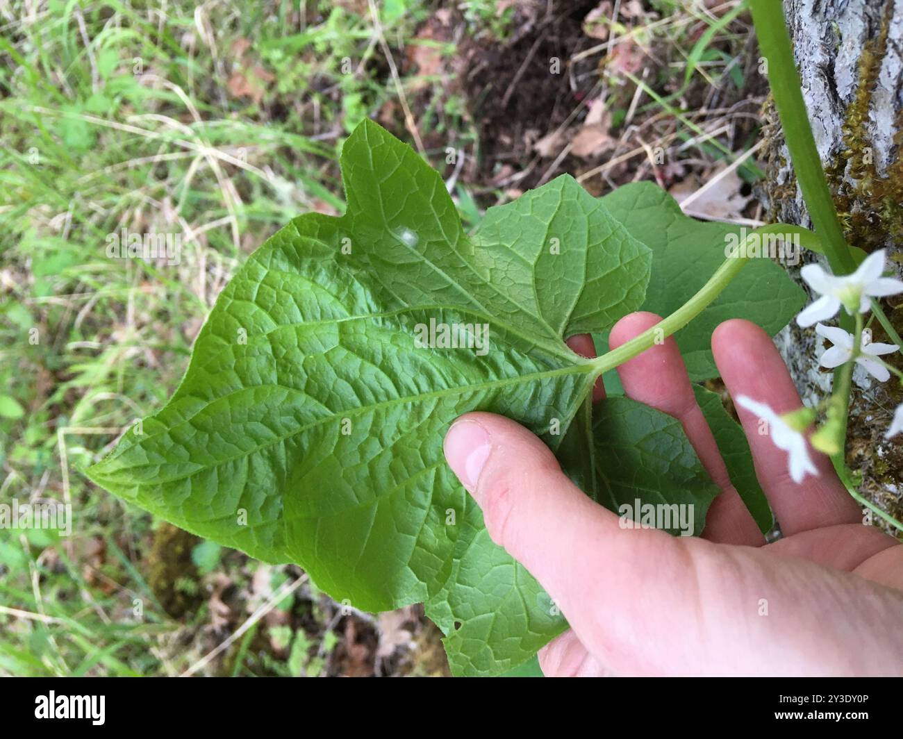 coastal manroot (Marah oregana) Plantae Stock Photo - Alamy