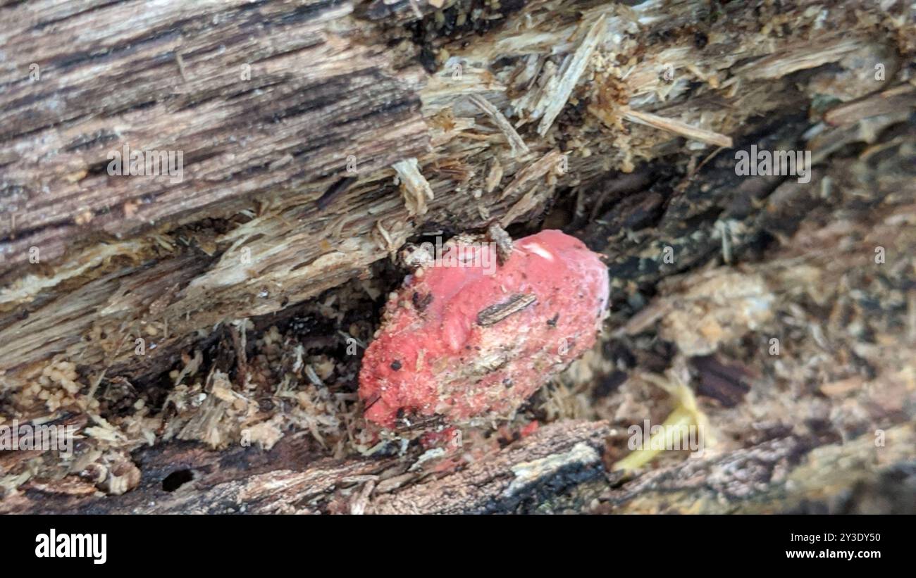 Coral-pink Merulius (Phlebia incarnata) Fungi Stock Photo - Alamy