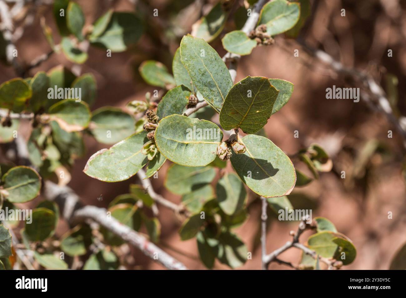 gray oak (Quercus grisea) Plantae Stock Photo - Alamy