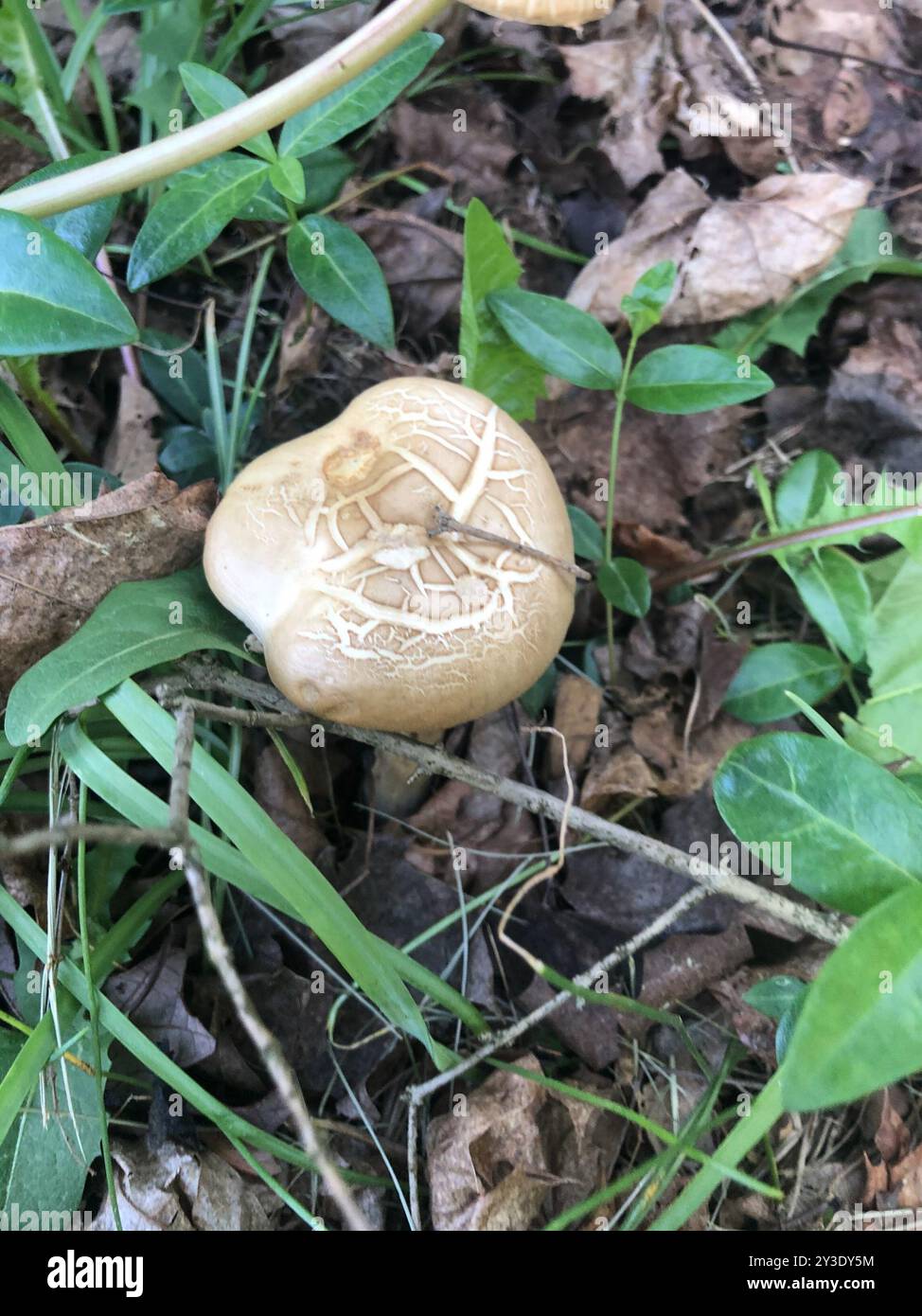 Spring Fieldcap (Agrocybe praecox) Fungi Stock Photo - Alamy