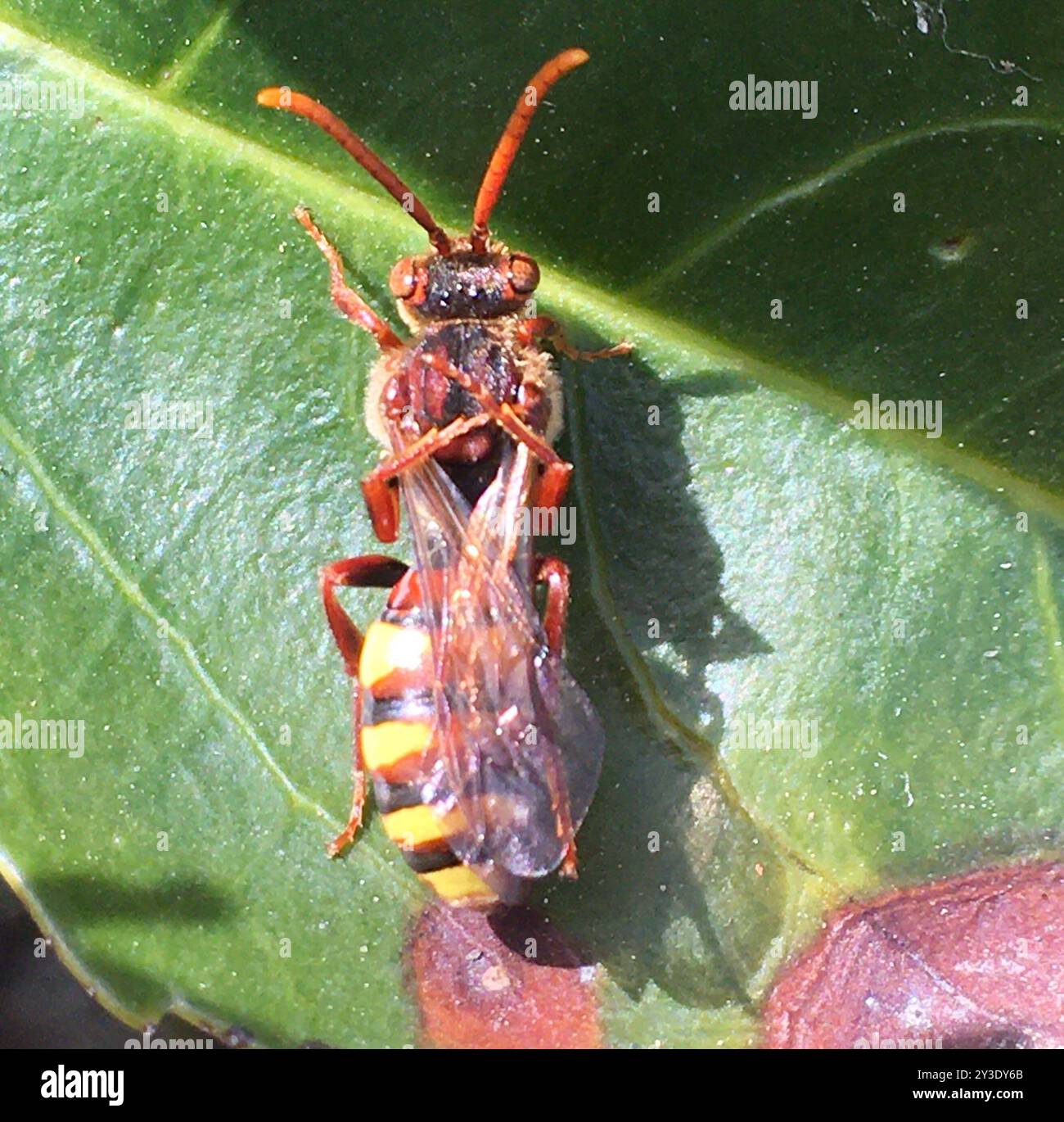 Nomad Bees (Nomada) Insecta Stock Photo - Alamy