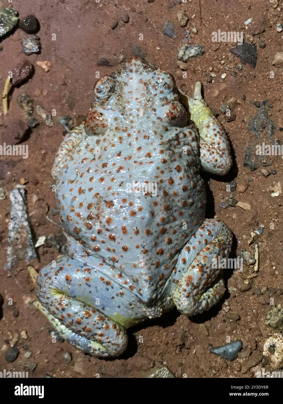 Red-spotted Toad (Anaxyrus punctatus) Amphibia Stock Photo - Alamy