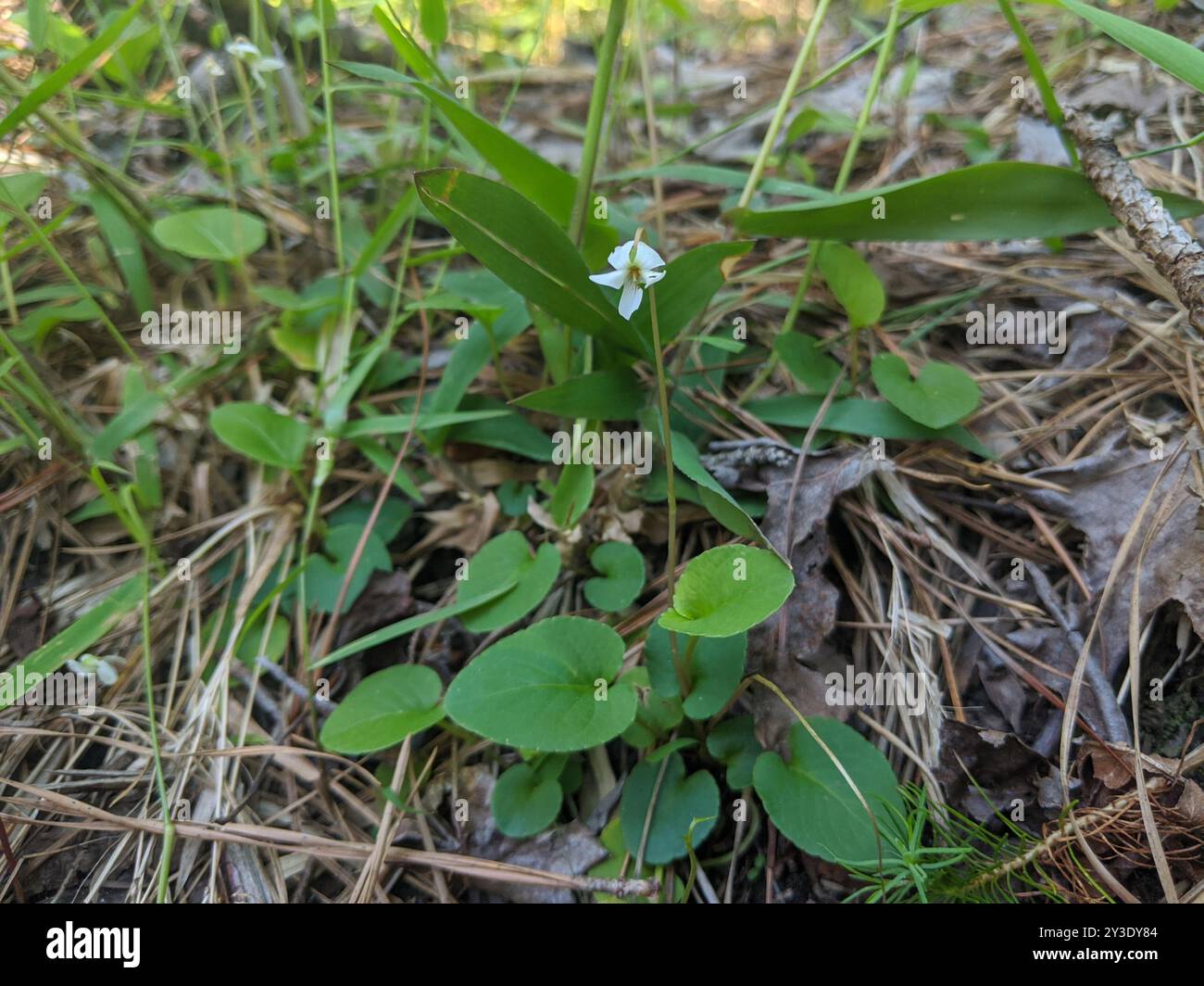 primrose-leaved violet (Viola primulifolia) Plantae Stock Photo - Alamy