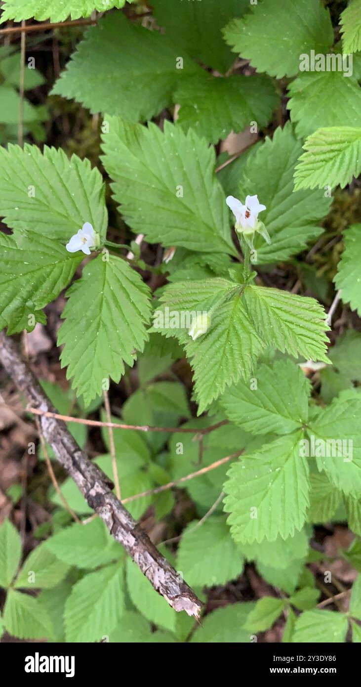 dwarf raspberry (Rubus pubescens) Plantae Stock Photo - Alamy