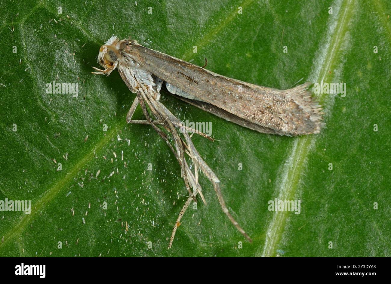 Diamondback Moth (Plutella xylostella) Insecta Stock Photo - Alamy