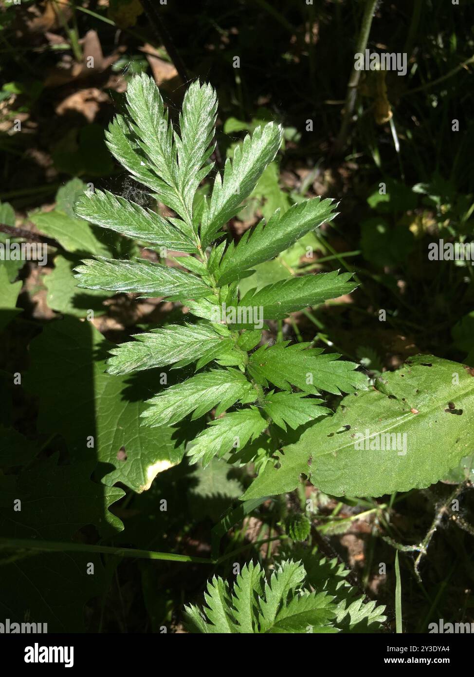 common silverweed (Argentina anserina) Plantae Stock Photo - Alamy
