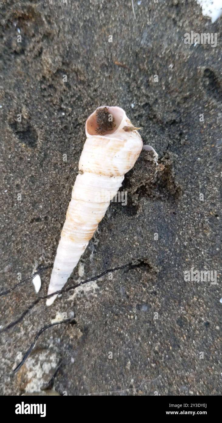 Turret Shell (Maoricolpus roseus) Mollusca Stock Photo - Alamy