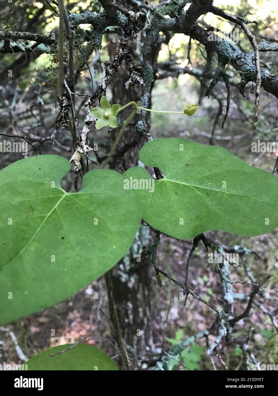 Pearl Milkweed (Matelea reticulata) Plantae Stock Photo - Alamy