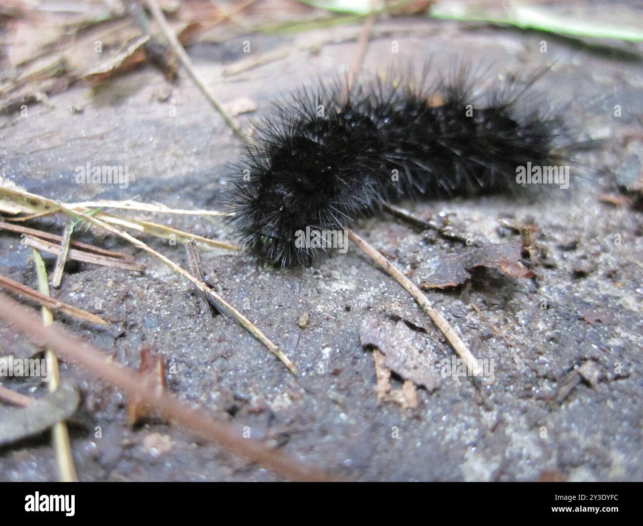 Giant Leopard Moth (Hypercompe scribonia) Insecta Stock Photo - Alamy