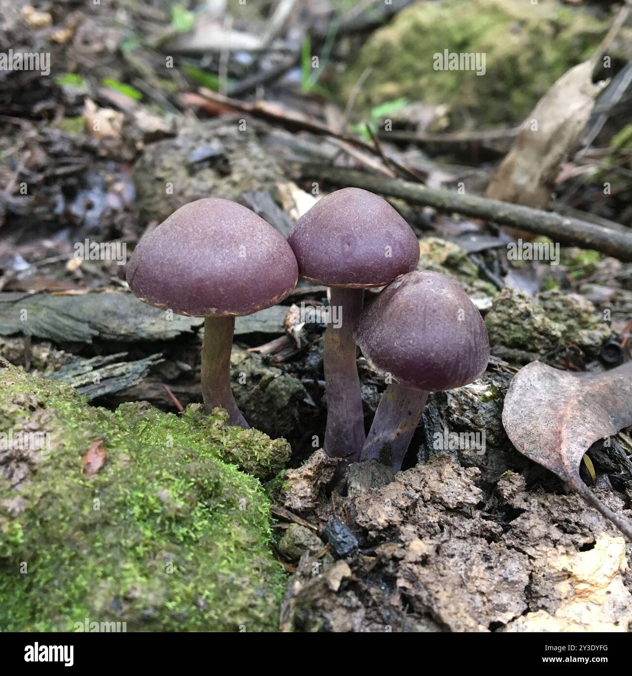 Webcaps (Cortinarius) Fungi Stock Photo - Alamy
