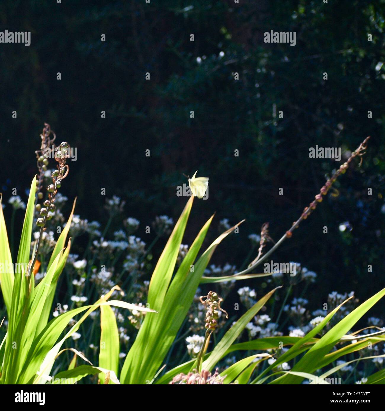 Cloudless Sulphur (Phoebis sennae) Insecta Stock Photo - Alamy