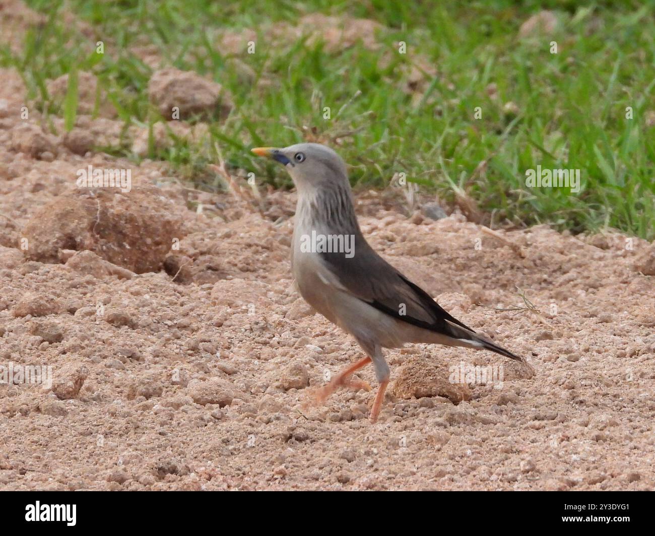 Chestnut-tailed Starling (Sturnia malabarica) Aves Stock Photo - Alamy