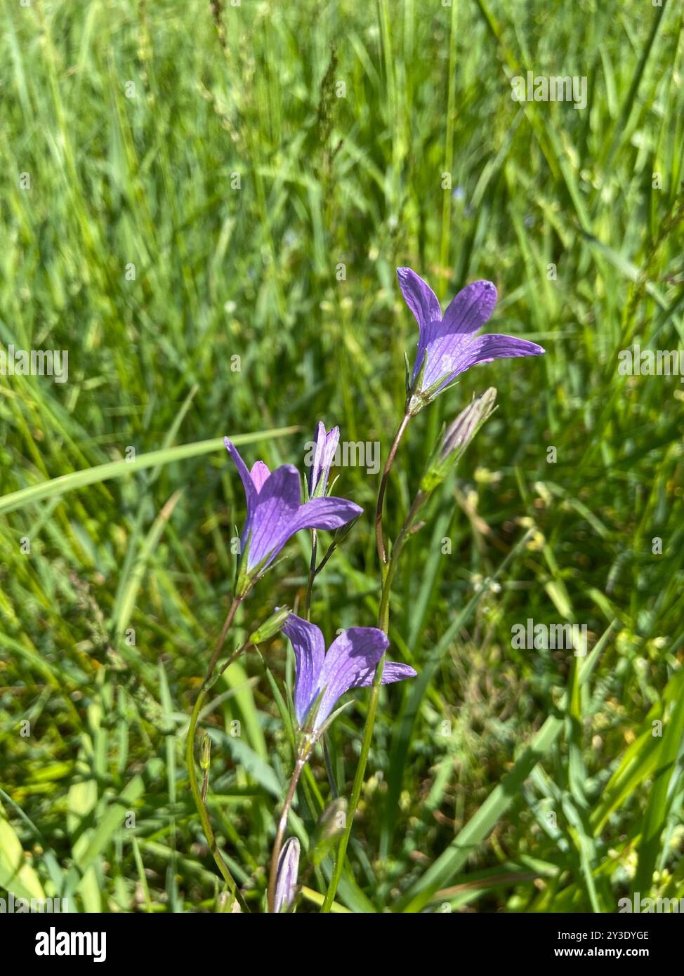 Spreading Bellflower (Campanula patula) Plantae Stock Photo - Alamy