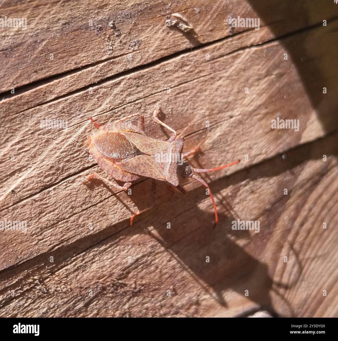 Dock Bug (Coreus marginatus) Insecta Stock Photo - Alamy