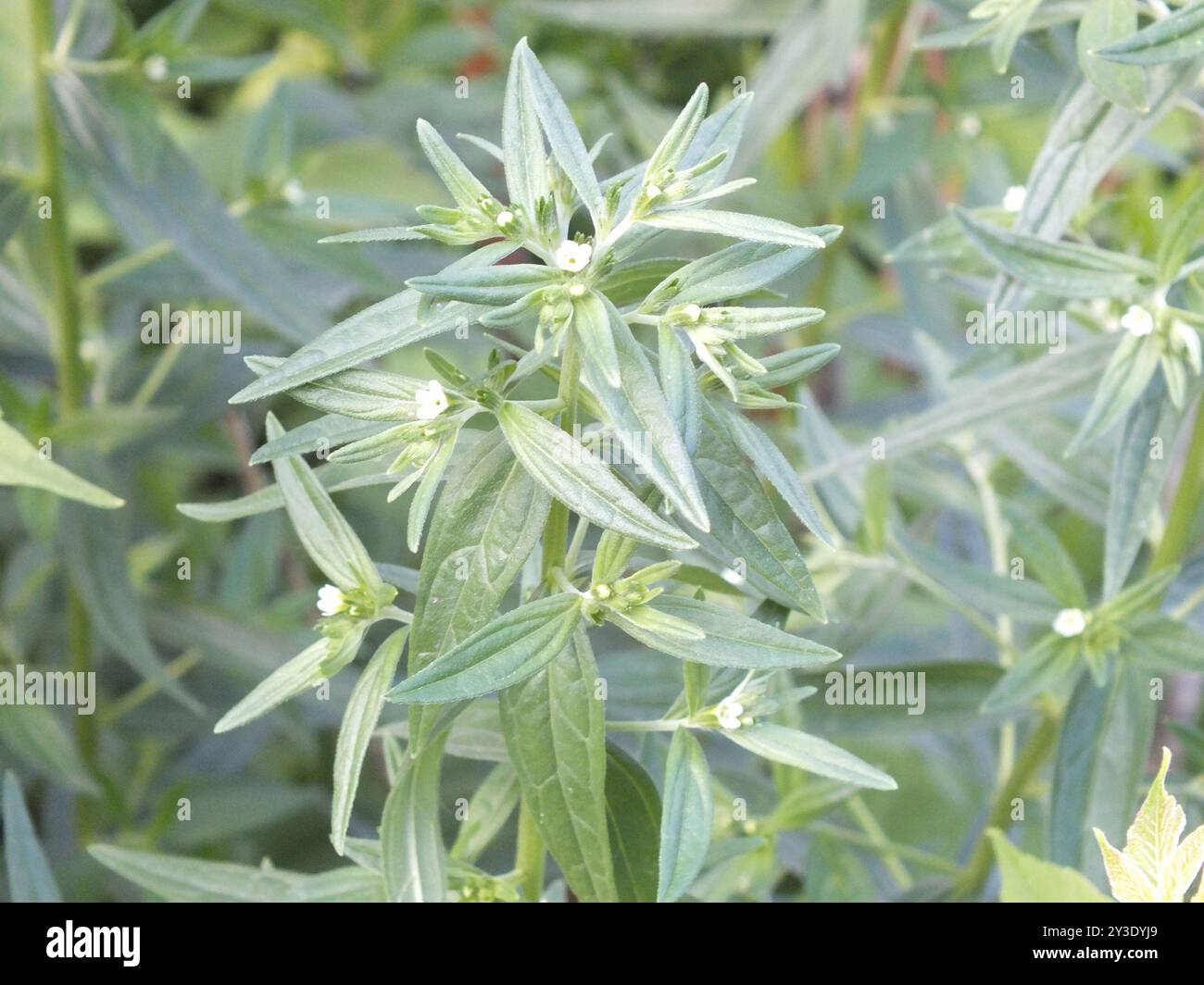 Common Gromwell (Lithospermum officinale) Plantae Stock Photo - Alamy