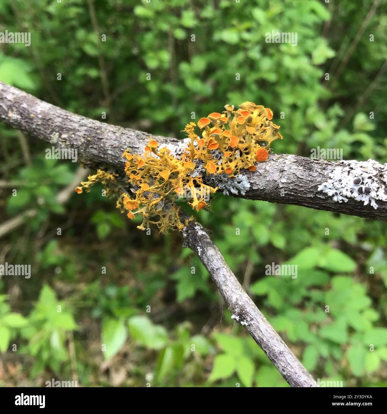 Golden-eye Lichen (Teloschistes chrysophthalmus) Fungi Stock Photo - Alamy