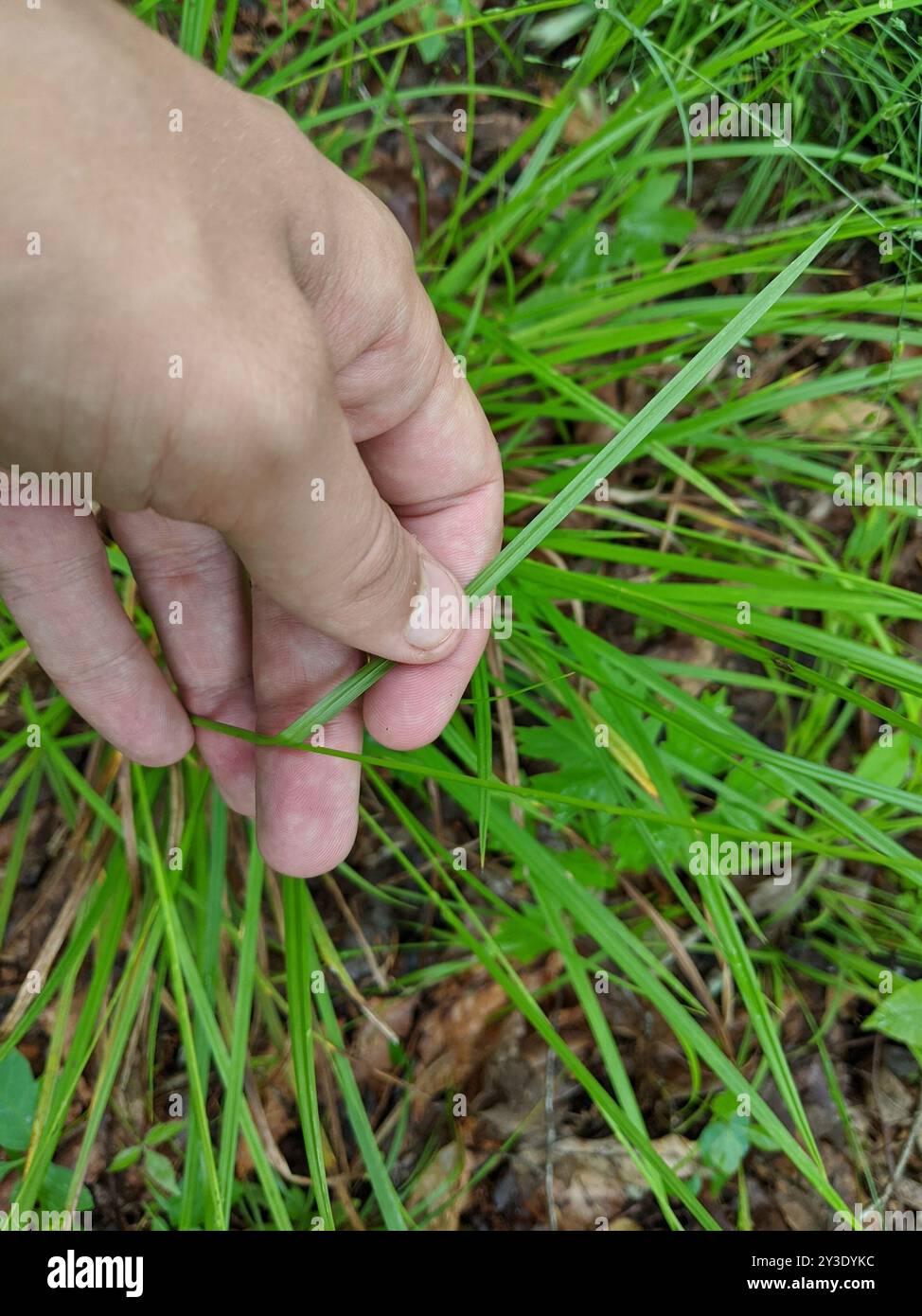 Sharpscale sedge (Carex oxylepis) Plantae Stock Photo - Alamy