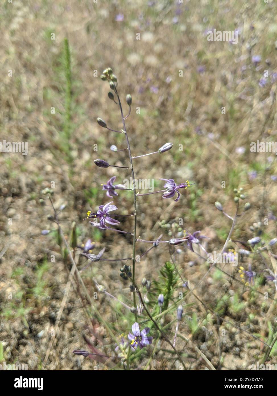 santa lucia purple amole (Hooveria purpurea purpurea) Plantae Stock ...