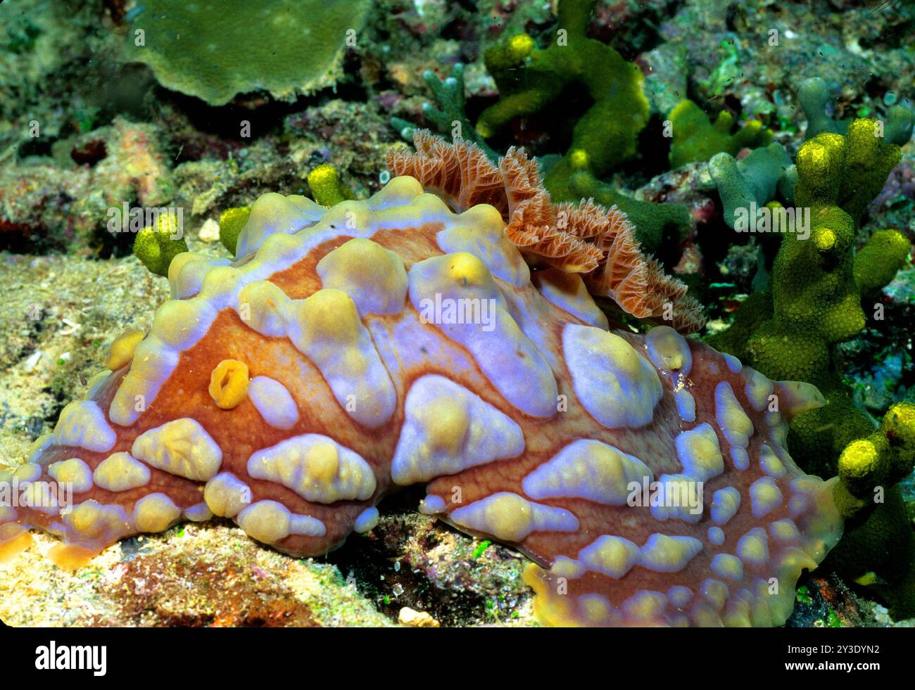 Nudibranch photo hi-res stock photography and images - Alamy
