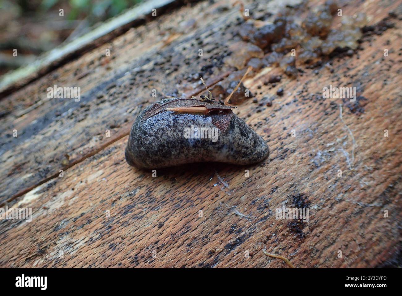 Carolina Mantleslug (Philomycus carolinianus) Mollusca Stock Photo - Alamy