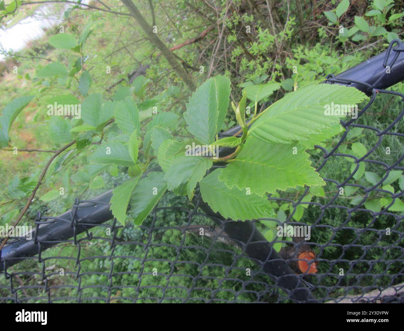 Red Alder (Alnus rubra) Plantae Stock Photo - Alamy