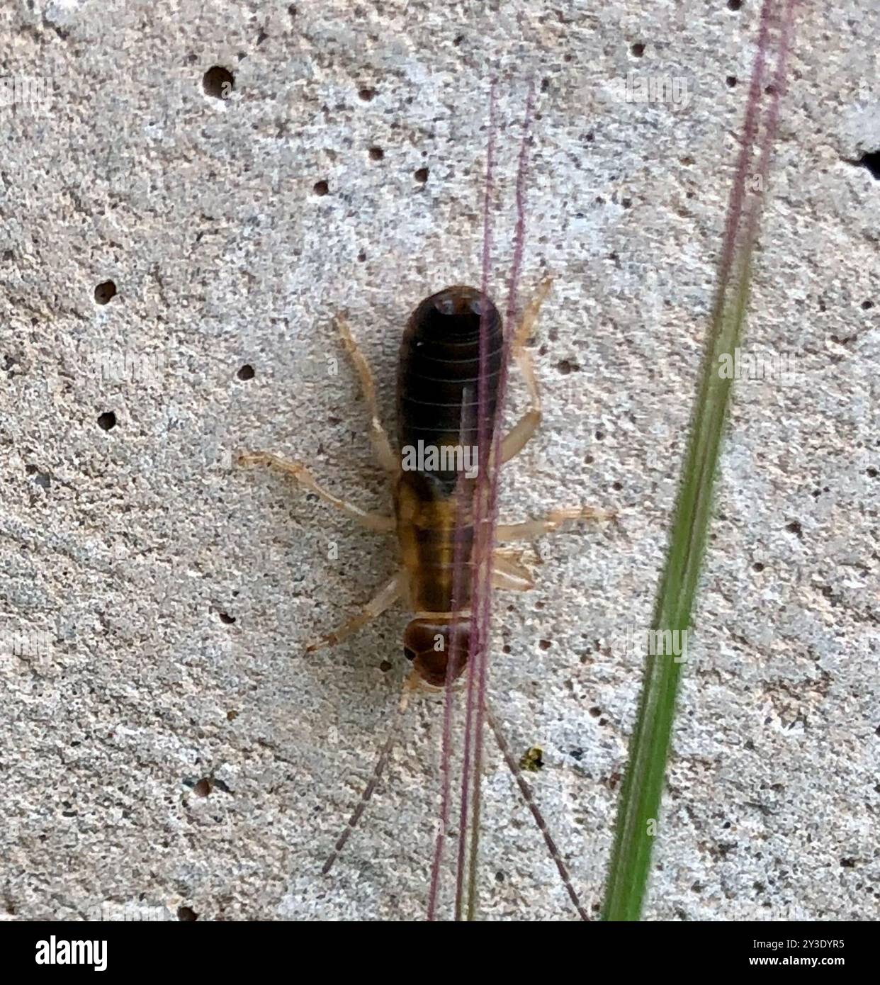 European Earwig Complex (Forficula auricularia) Insecta Stock Photo - Alamy