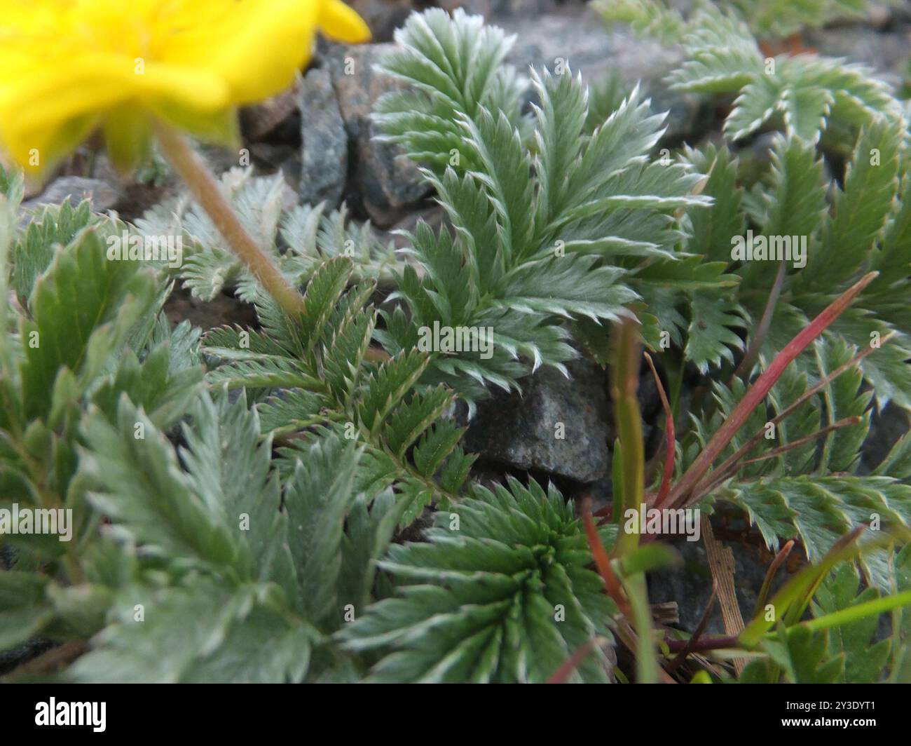 common silverweed (Argentina anserina) Plantae Stock Photo - Alamy