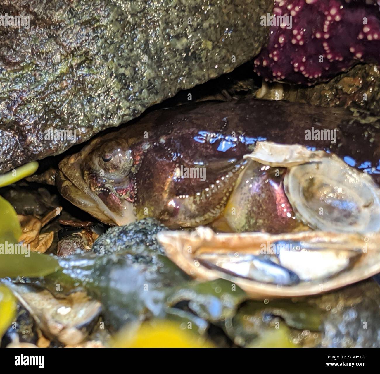 Plainfin Midshipman (Porichthys notatus) Actinopterygii Stock Photo - Alamy