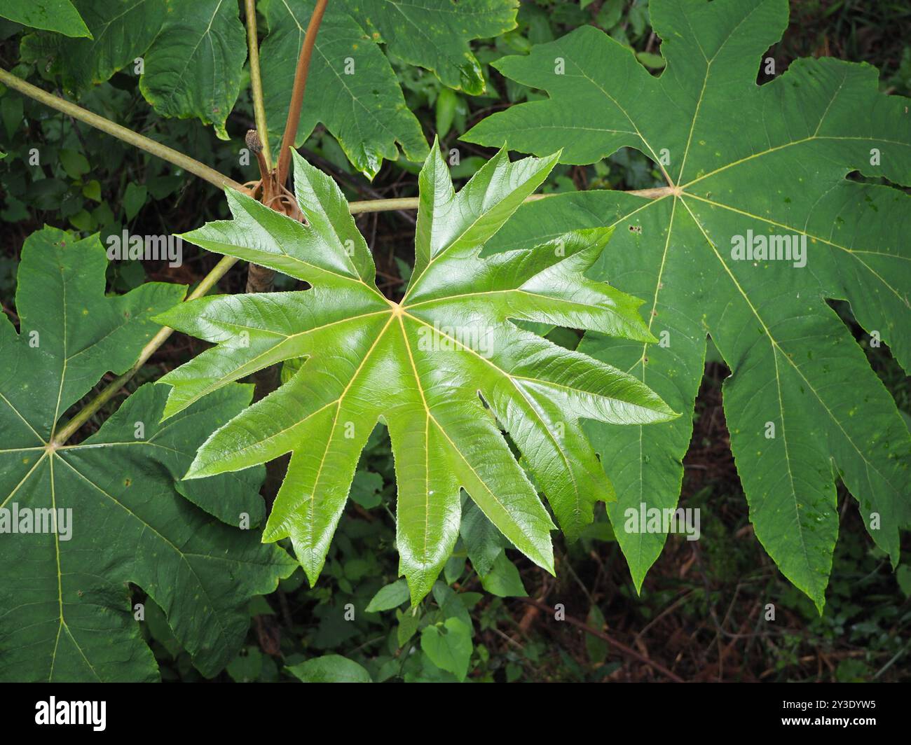 Rice paper plant (Tetrapanax papyrifer) Plantae Stock Photo - Alamy