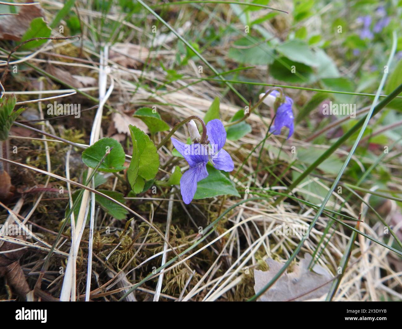 Heath Dog-Violet (Viola canina) Plantae Stock Photo - Alamy