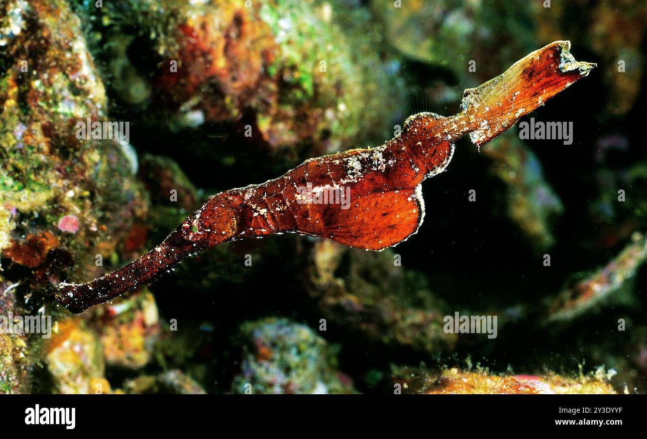robust ghost pipefish Stock Photo - Alamy