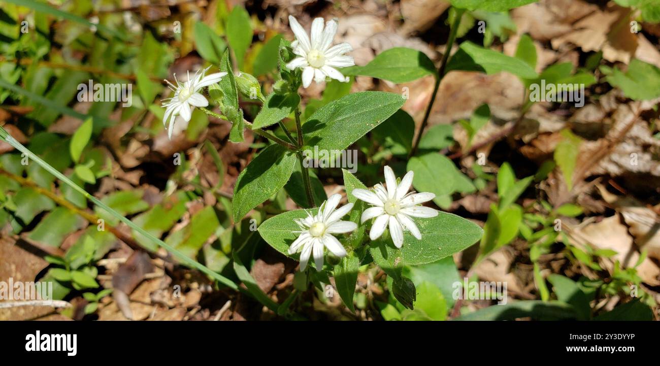star chickweed (Stellaria pubera) Plantae Stock Photo - Alamy
