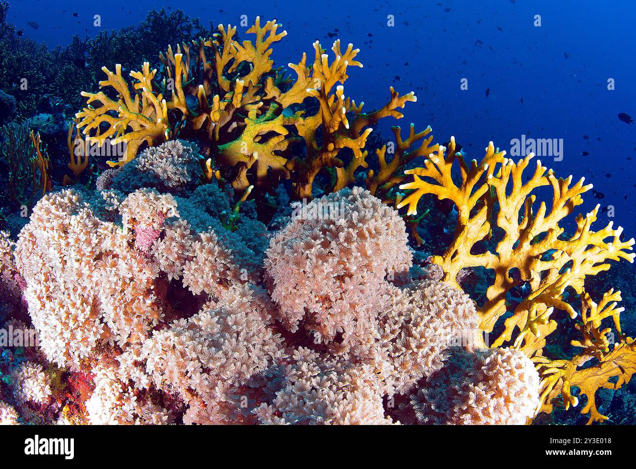 Branching fire coral Stock Photo - Alamy