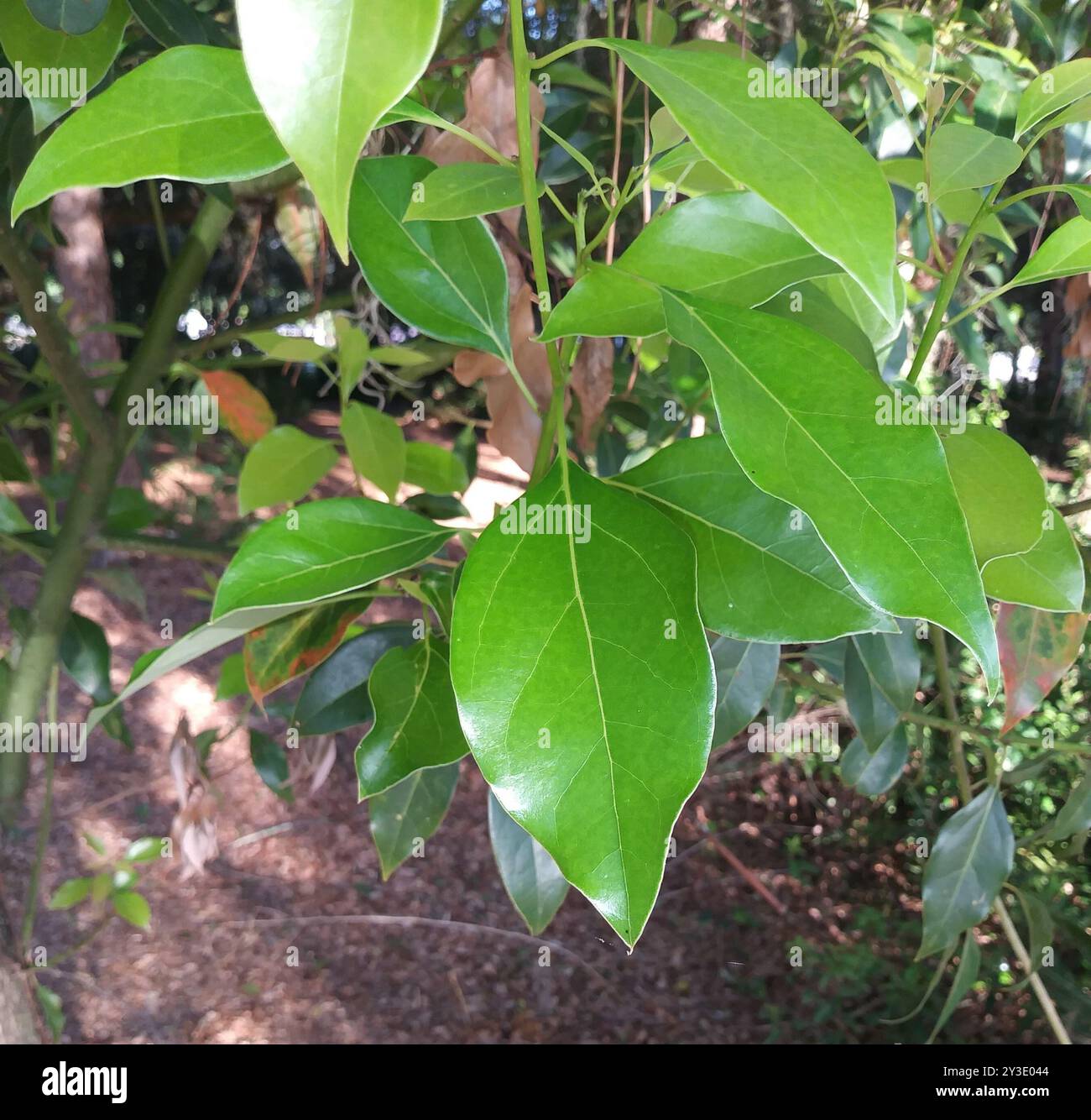Camphor Tree (Cinnamomum camphora) Plantae Stock Photo - Alamy