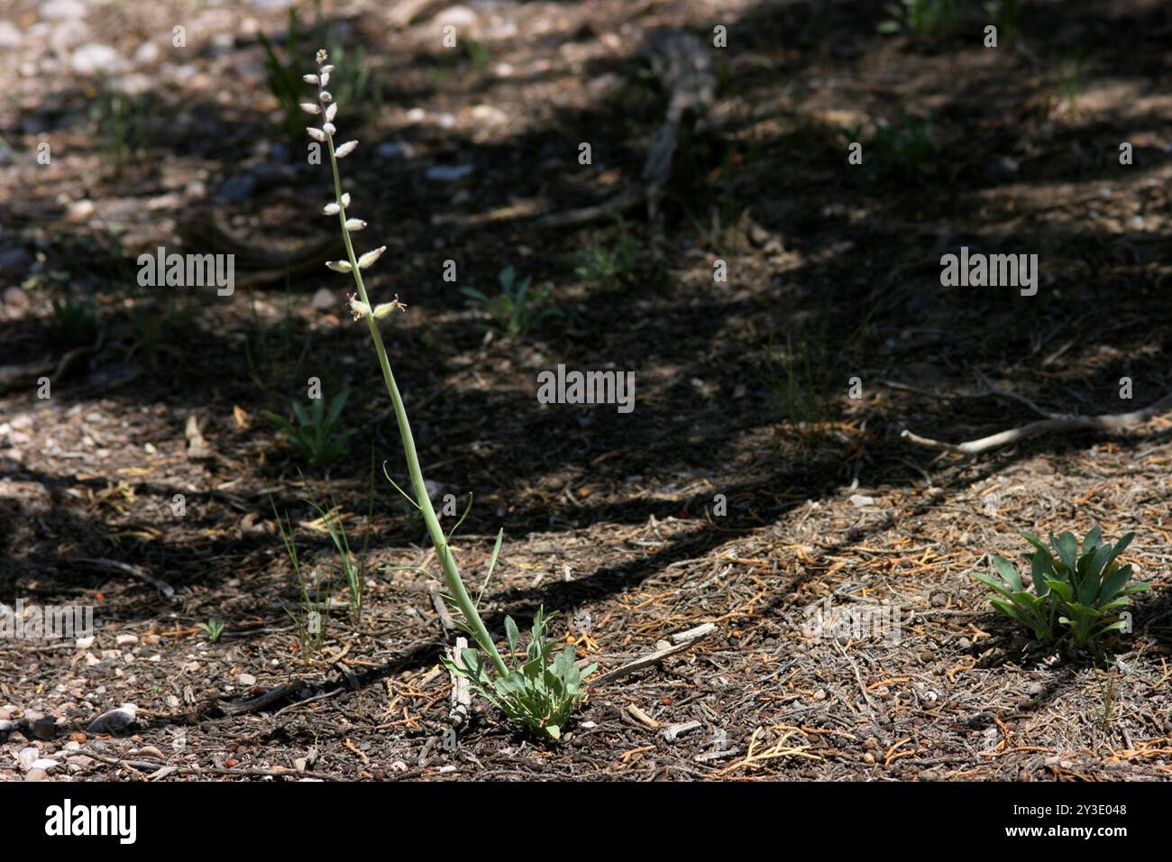 thick-stem wild cabbage (Caulanthus crassicaulis) Plantae Stock Photo ...